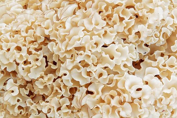 The Cauliflower Mushroom for Skin Transformation